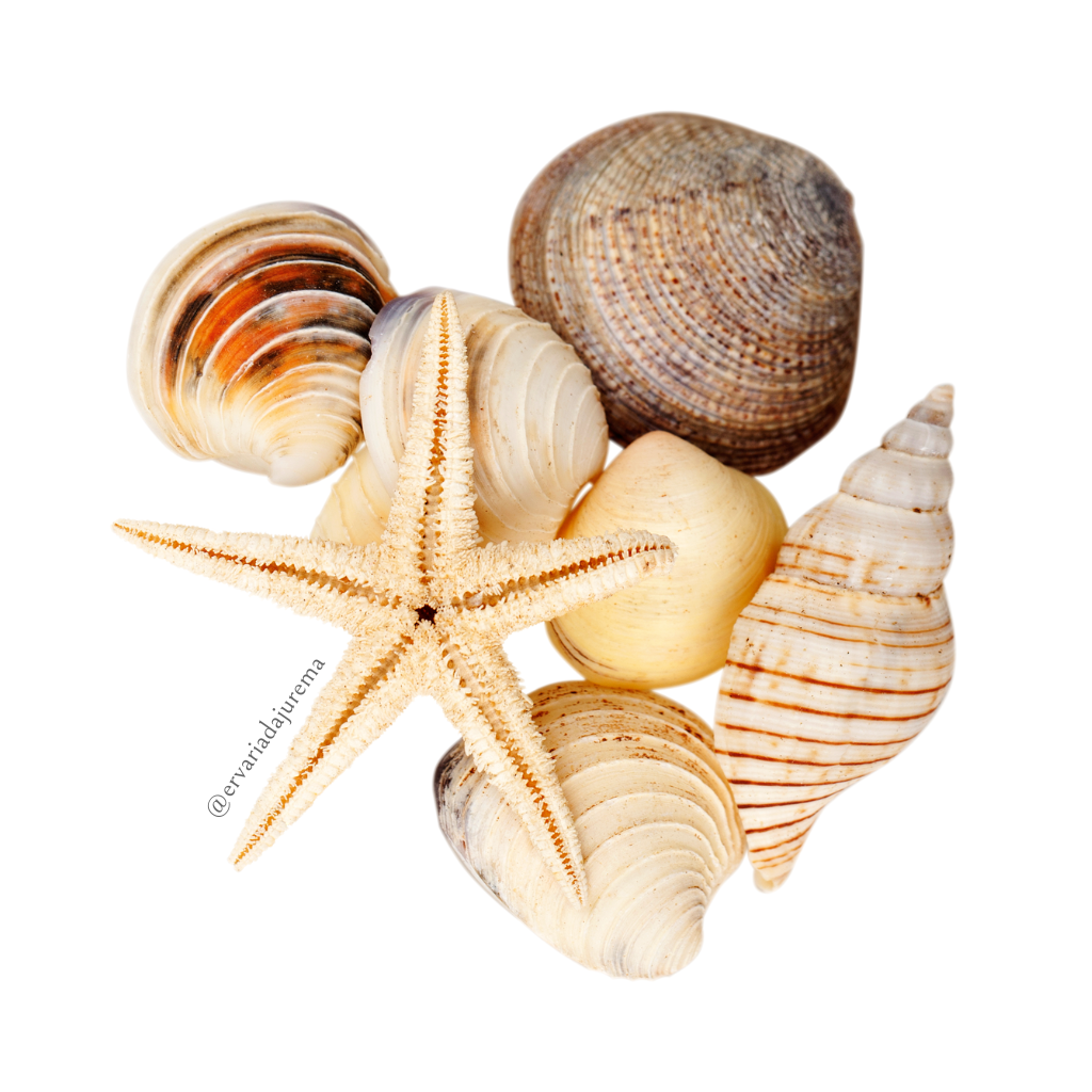 Comprar Mix de Conchas do Mar