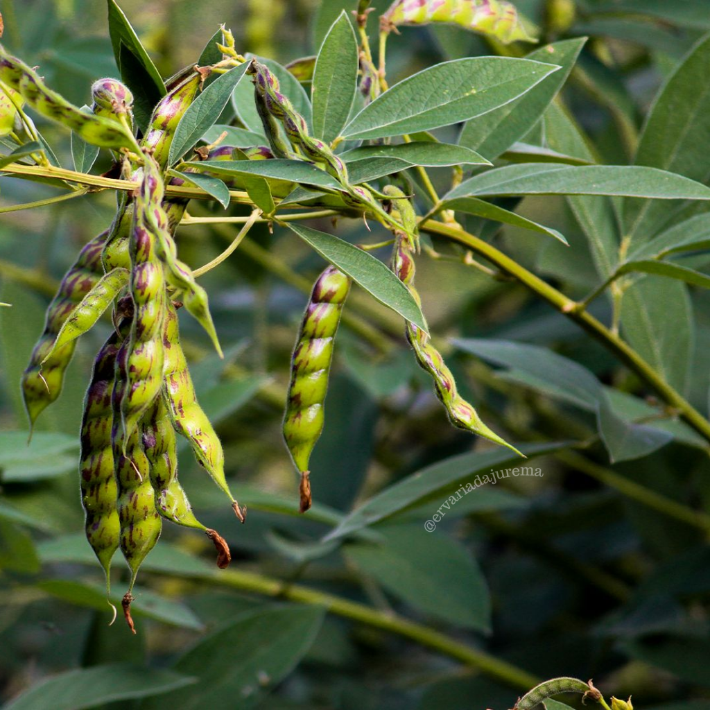 Comprar Feijão Andú FOLHAS SECAS para banhos e uso Ritualísticos ...