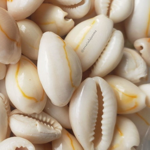 Comprar Búzio Branco - R$15,00 - Ervaria da Jurema