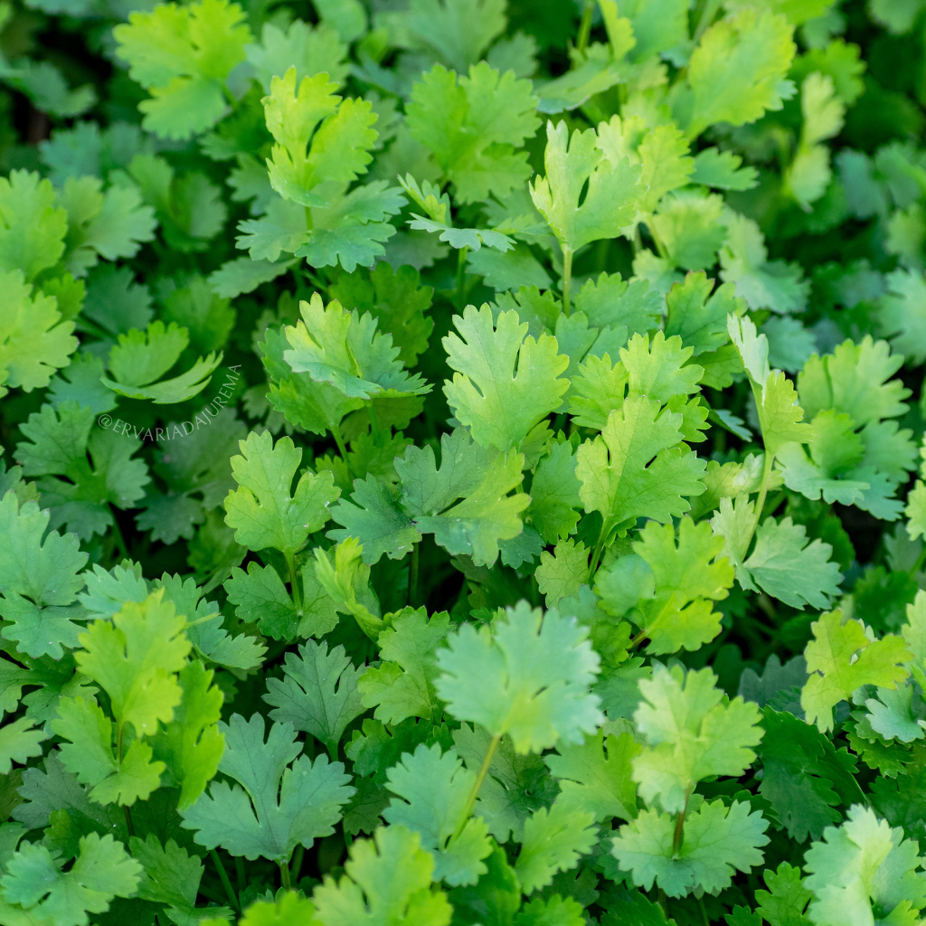 Comprar Coentro em Grãos - 100g - R$9,99 - Ervaria da Jurema