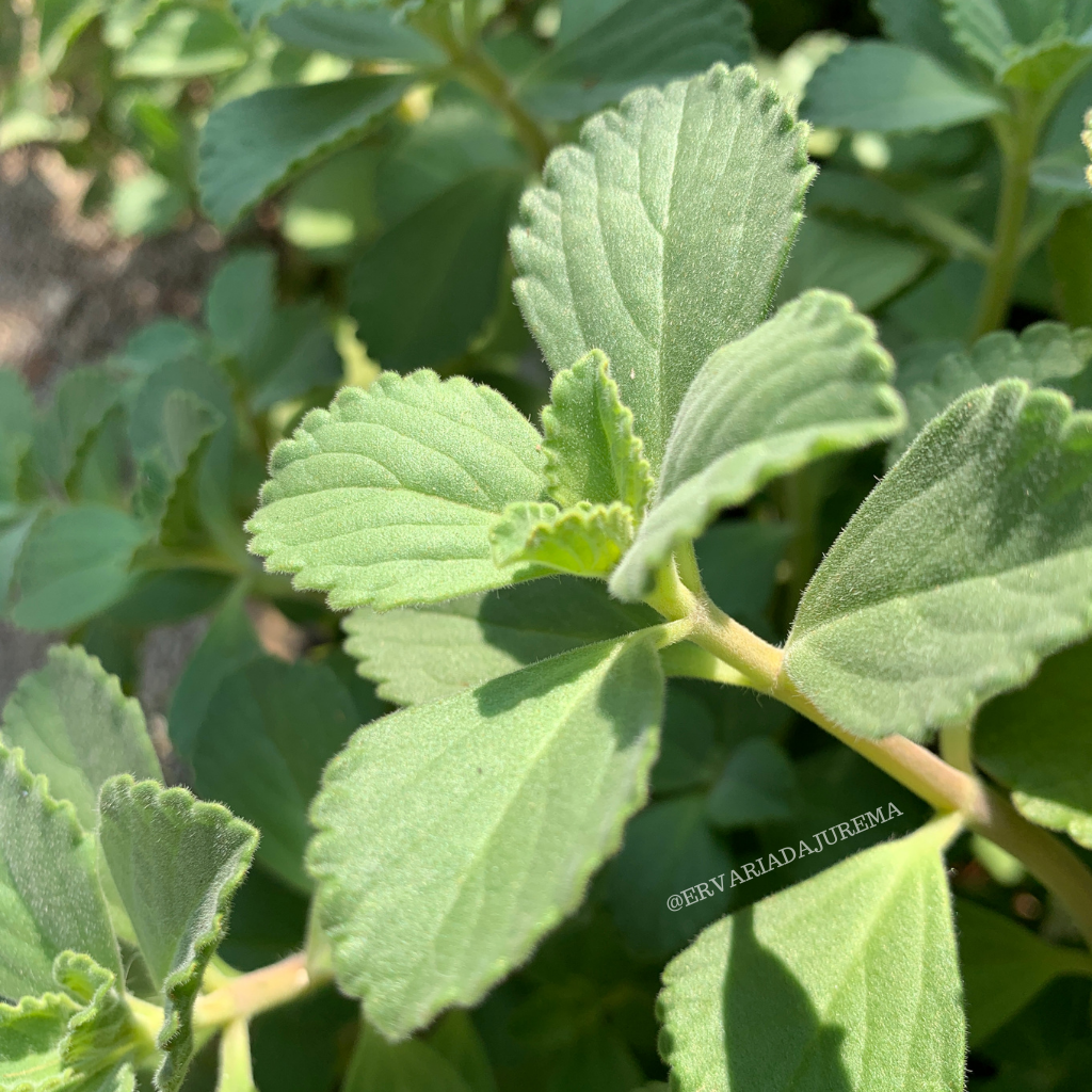 Comprar Boldo do Chile SECOS para Chás ou Banhos - R$6,50 - Ervaria da ...