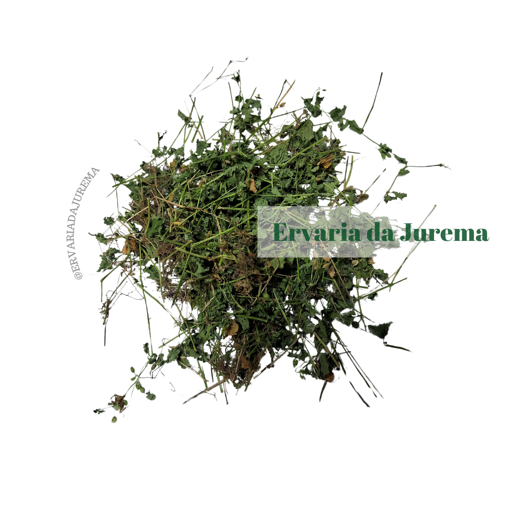 Comprar Folha de Vintém / Cordão de Sapo - Ervaria da Jurema