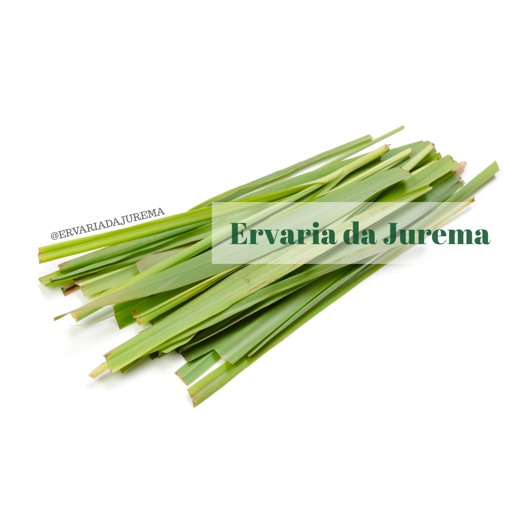Comprar Capim Limão SECOS para Chás e Banhos - R$6,00