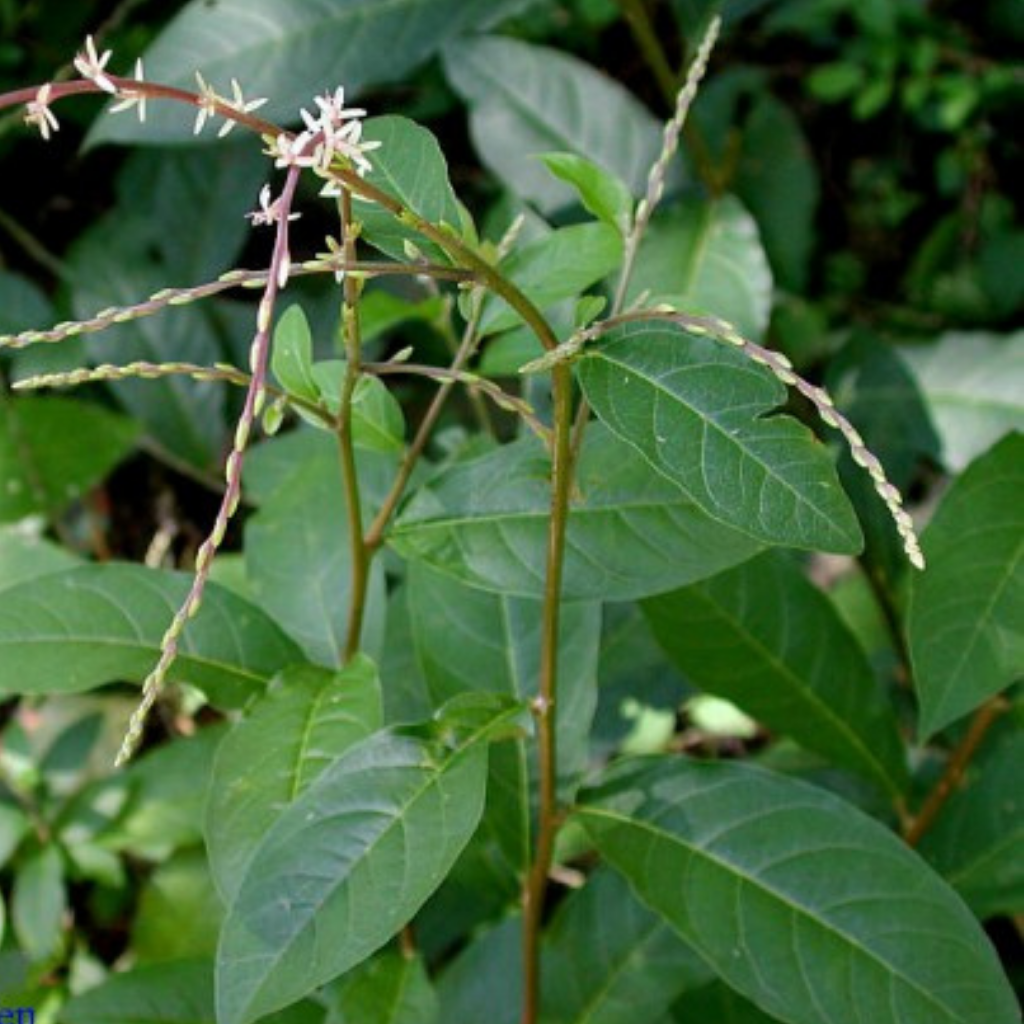 Comprar Guiné SECAS para Banhos ou Defumações - 20g - R$6,00 - Ervaria ...