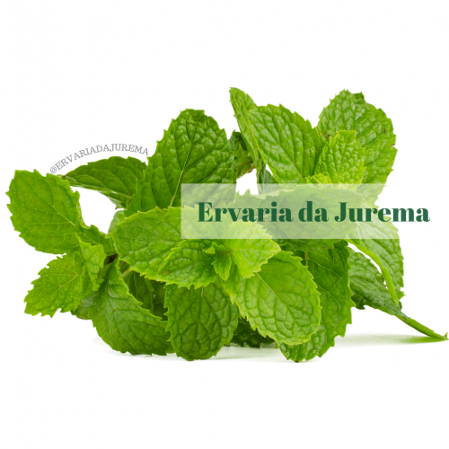 Comprar Hortelã SECOS para Chás ou Banhos - R$5,50 - Ervaria da Jurema