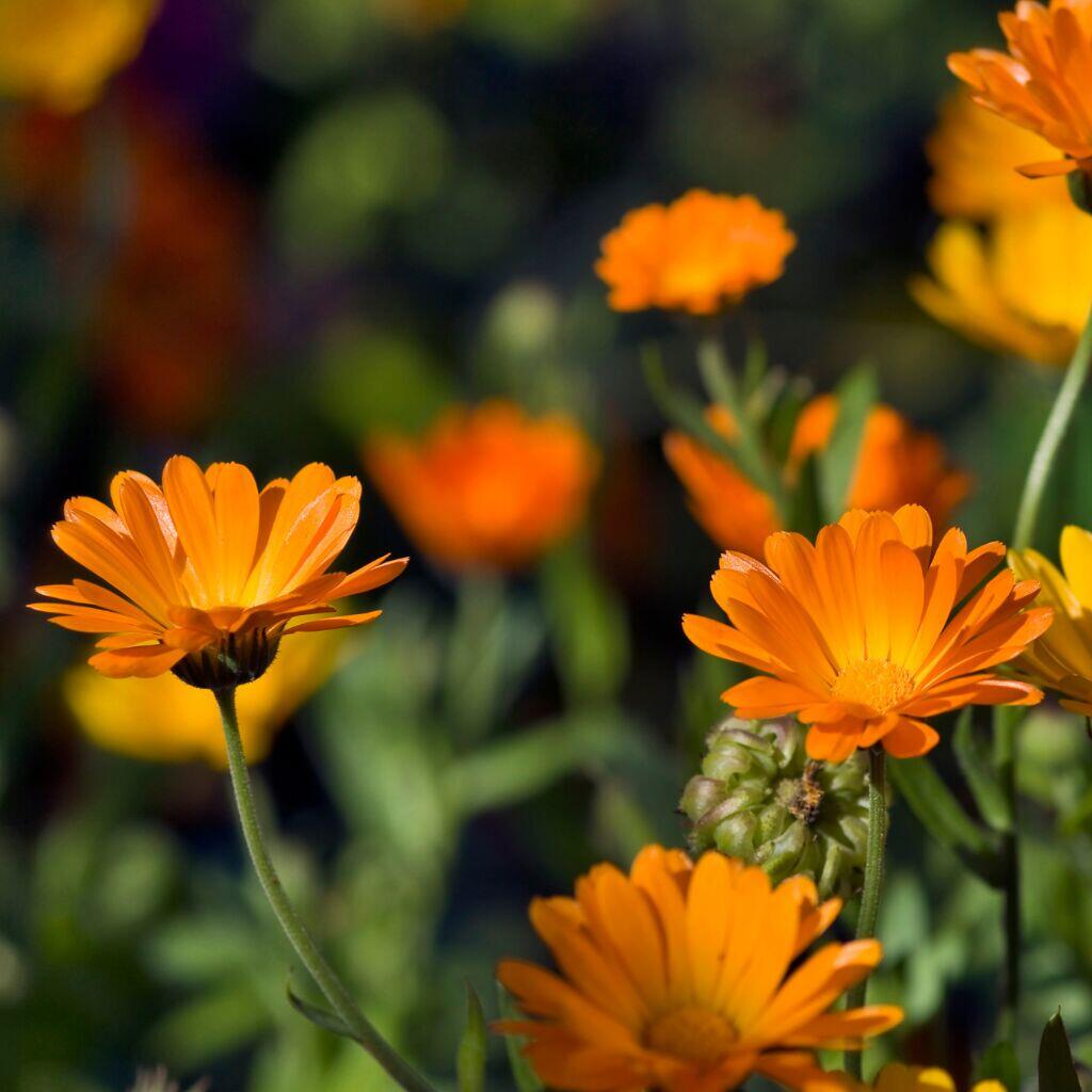 Comprar Calêndula SECAS para Chás e Banhos - R$6,00 - Ervaria da Jurema