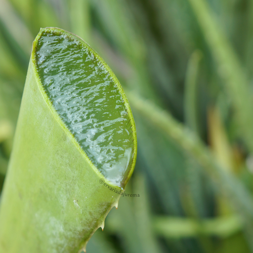 Comprar 01 Folha de Babosa Fresca - R$10,00 - Ervaria da Jurema