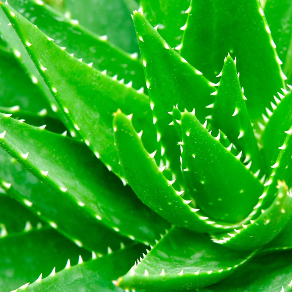 Comprar 01 Folha de Babosa Fresca - R$10,00 - Ervaria da Jurema