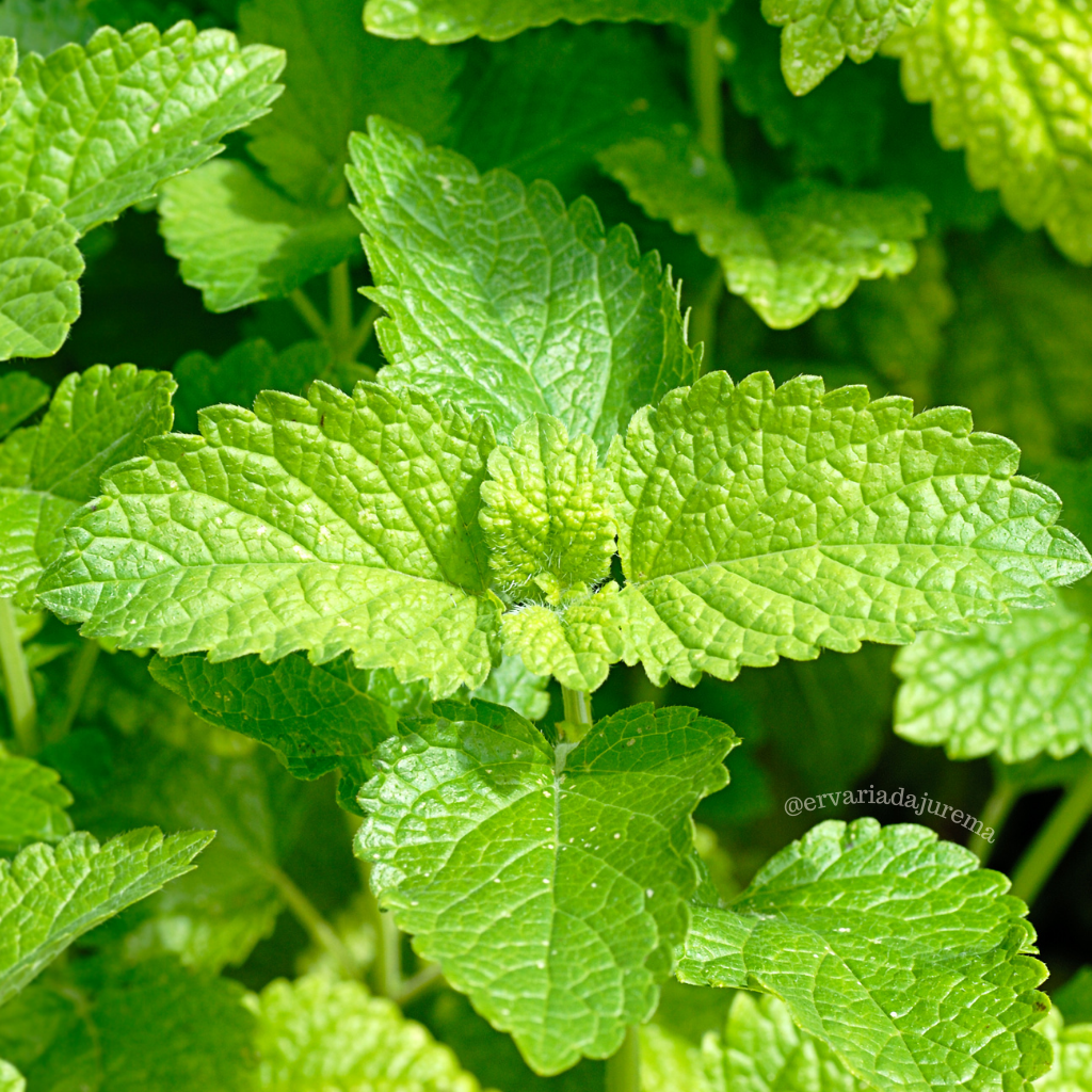 Comprar Melissa Officinalis SECAS para Chás ou Banhos - R$6,00 ...