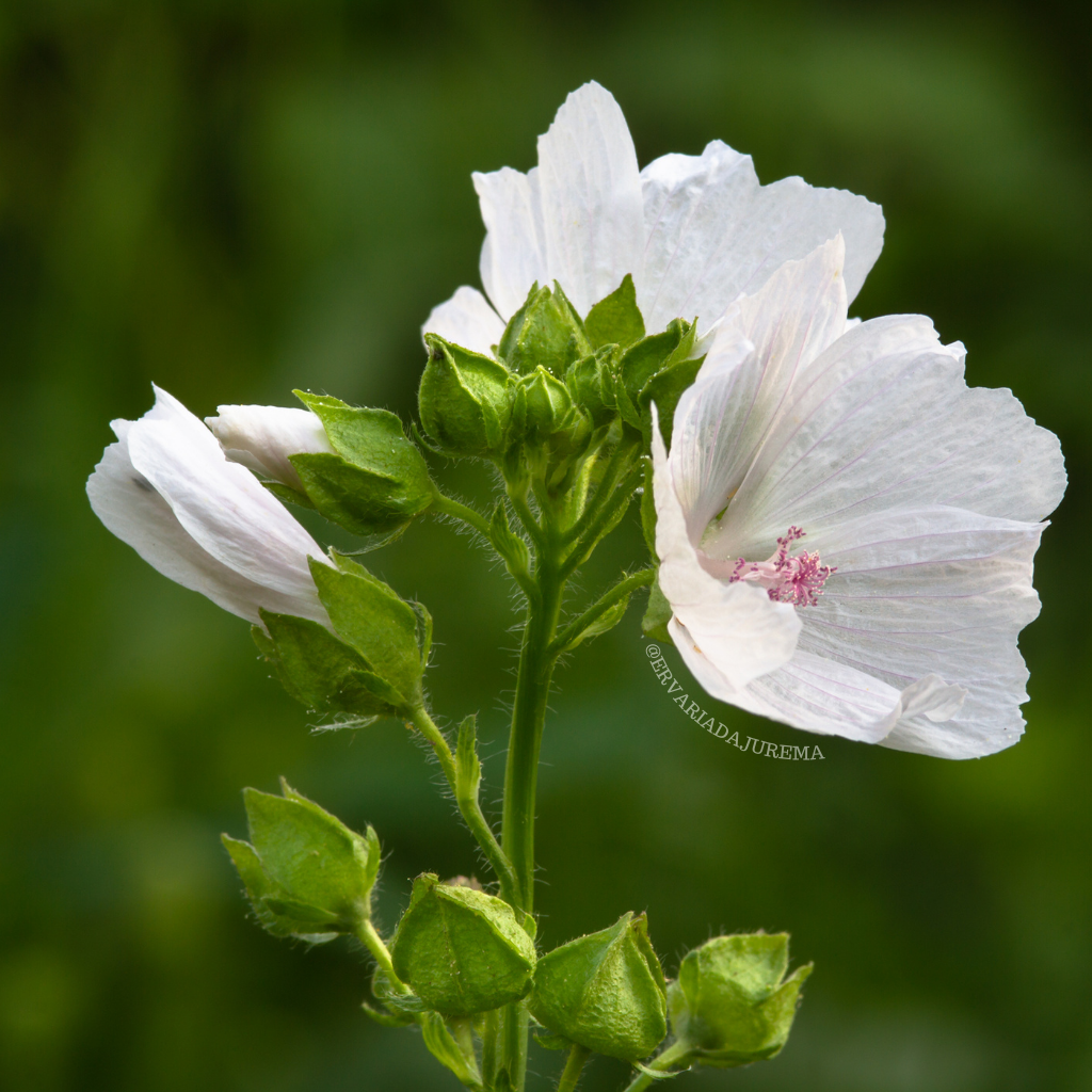 Comprar Malva SECAS para Chás ou Banhos - R$6,00 - Ervaria da Jurema