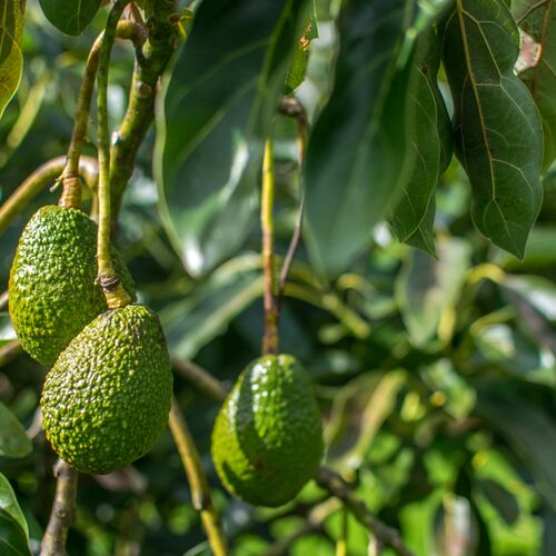 Comprar Abacateiro Folhas SECAS para Chás ou Banhos - R$6,00 - Ervaria ...