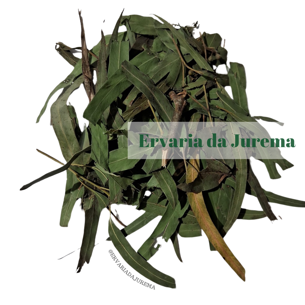 Comprar Eucalipto Folhas SECAS para Chás ou Banhos - Ervaria da Jurema