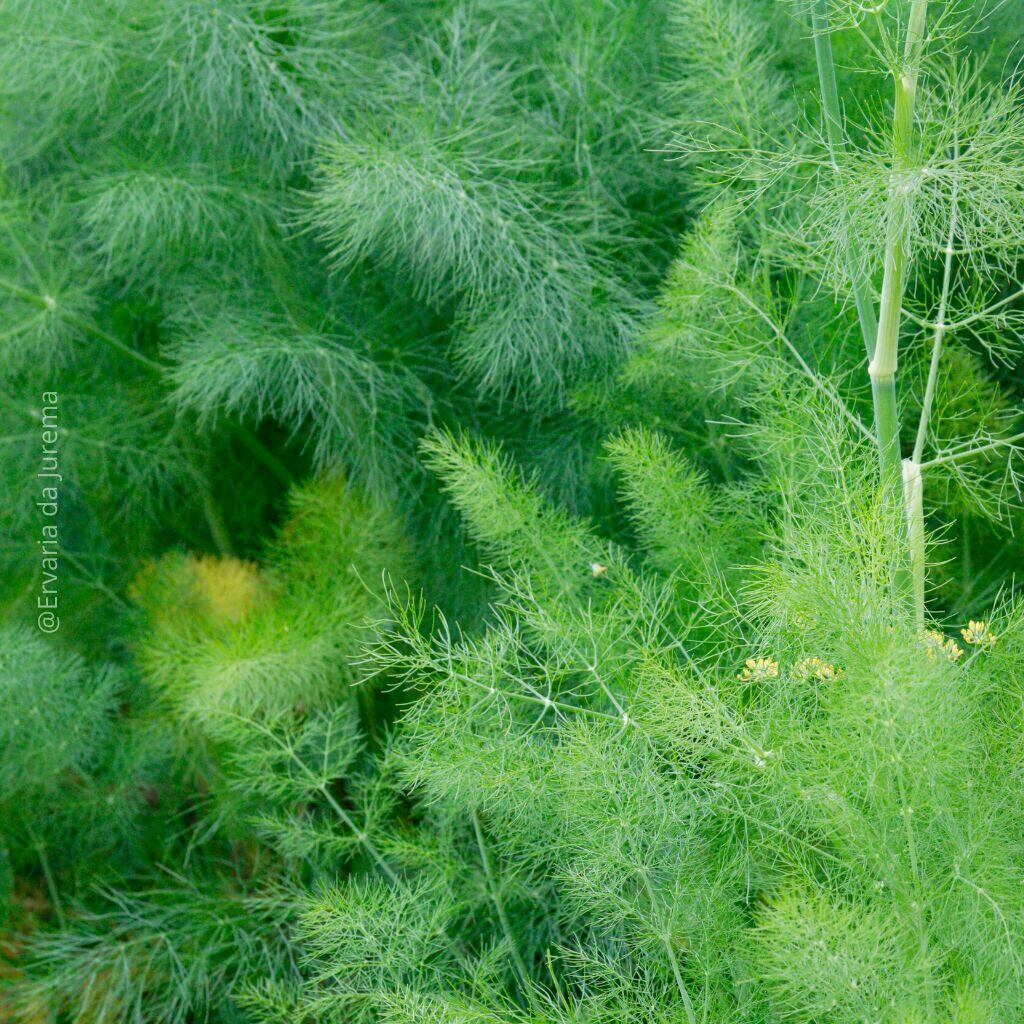 Comprar Funcho SEMENTES para Chás ou Banhos - R$6,00 - Ervaria da Jurema