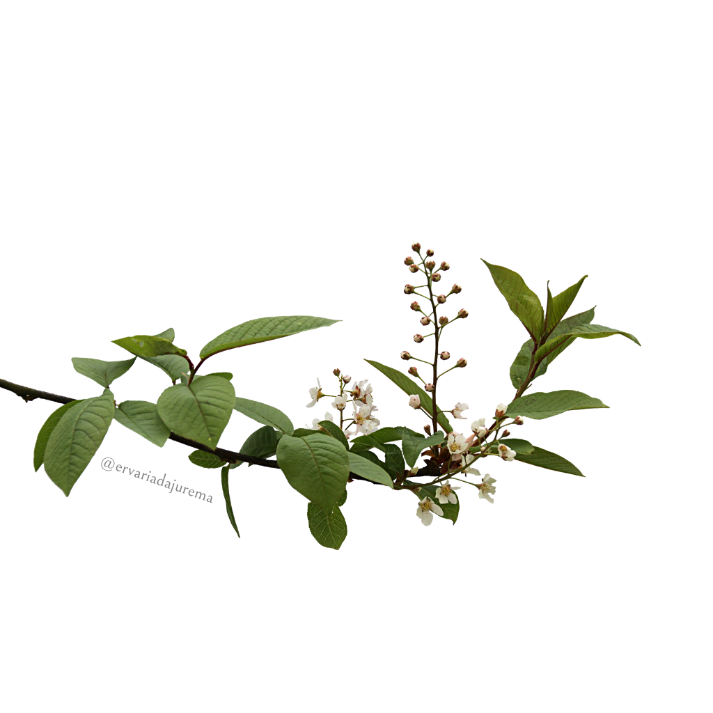 Comprar Negramina SECAS para Chás ou Banhos - R$8,00 - Ervaria da Jurema