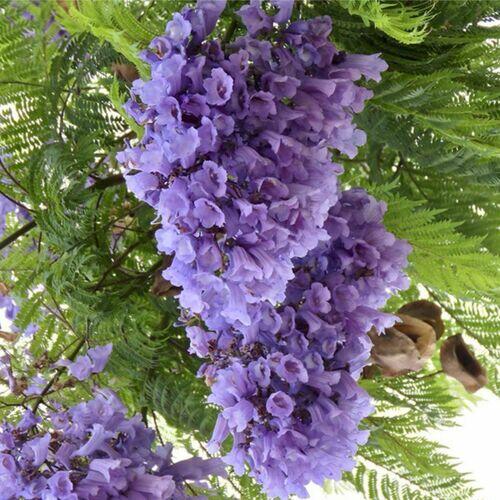 Comprar Carobinha do Campo / Jacarandá SECAS para Chás ou Banhos - R$6 ...