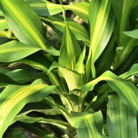 Comprar Peregum Verde e Amarelo SECOS para Banhos ou Defumações - R$10 ...