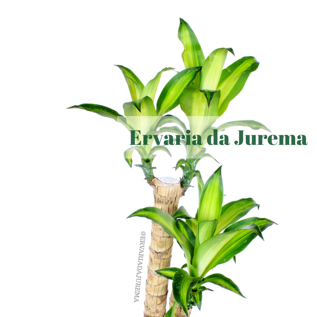 Comprar Peregum Verde e Amarelo SECOS para Banhos ou Defumações - R$10 ...