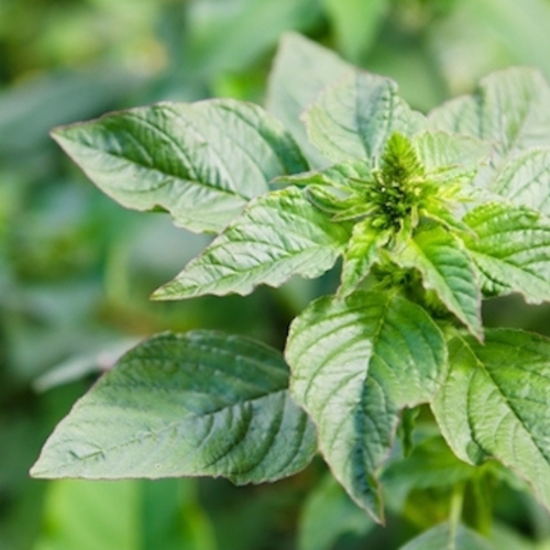 Comprar Bredo / Caruru SECOS para Banhos e usos Ritualísticos - R$8,00 ...