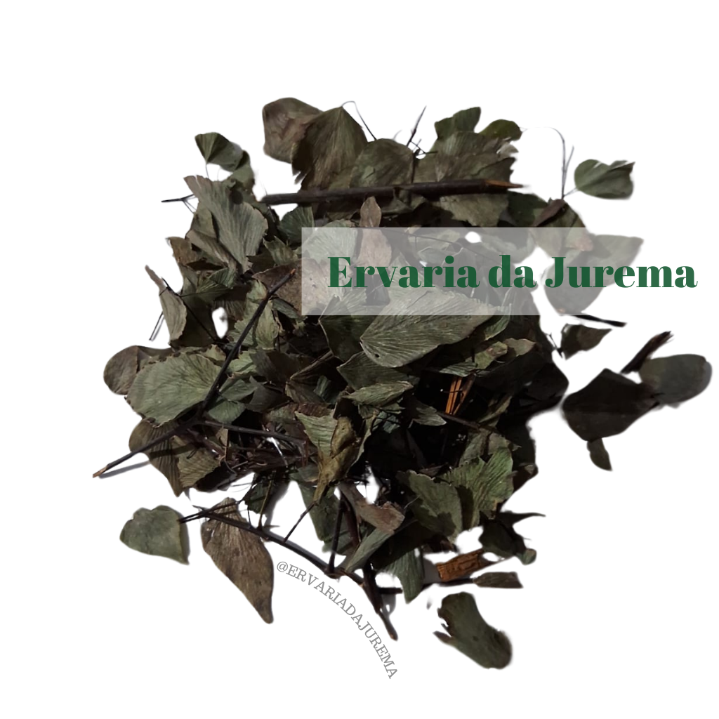 Comprar Avenca Folhas SECAS para Banhos - Ervaria da Jurema