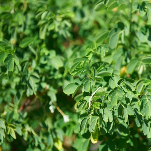 Comprar Moringa Oleífera - R$6,00 - Ervaria da Jurema