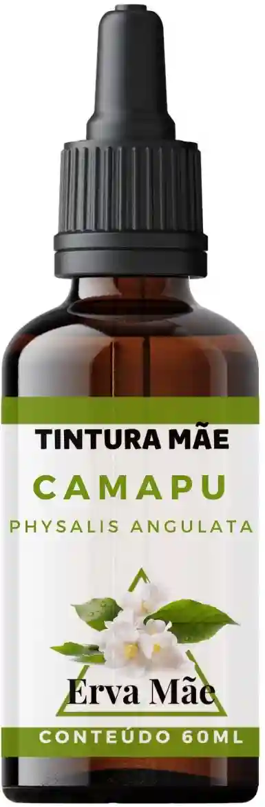 CAMAPU (PHYSALIS ANGULATA) - TINTURA MÃE - EXTRATO 60ML - a partir de R ...