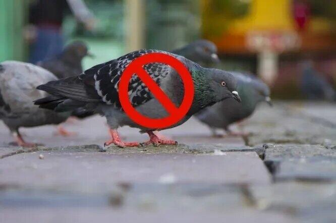 Lei contra pombos em São Paulo
