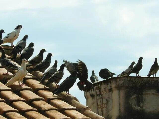 Pombos pragas urbanas