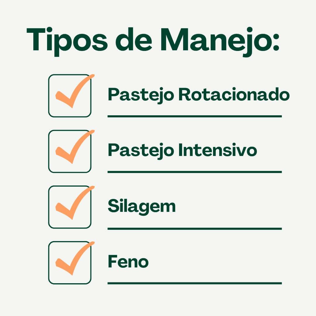 Capim Brachiaria Brizantha Marandu - Alta produtividade e resistência ...