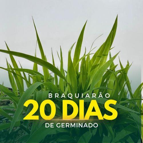 Capim Brachiaria Brizantha Marandu - Alta produtividade e resistência ...