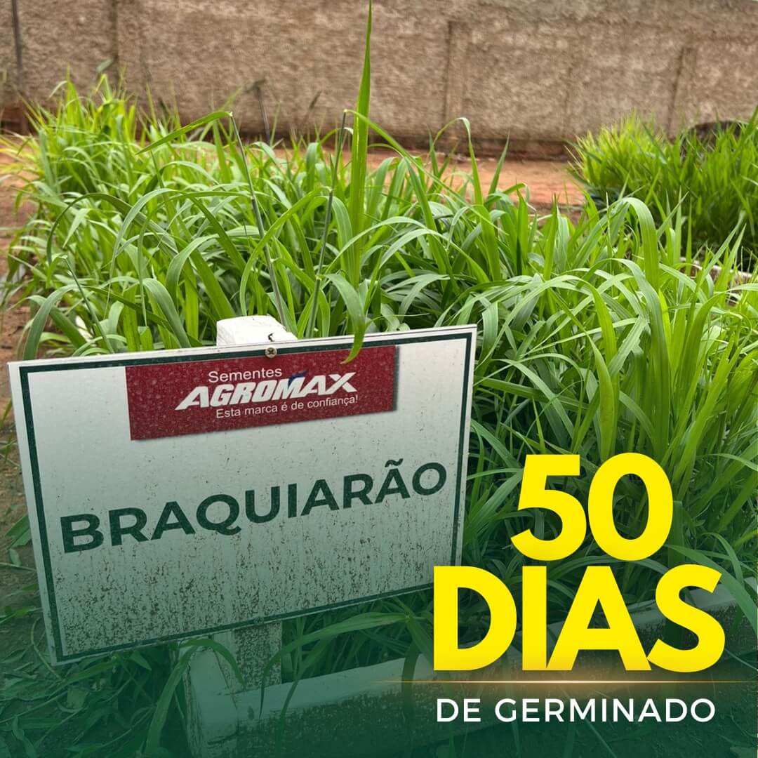 Capim Brachiaria Brizantha Marandu - Alta produtividade e resistência ...