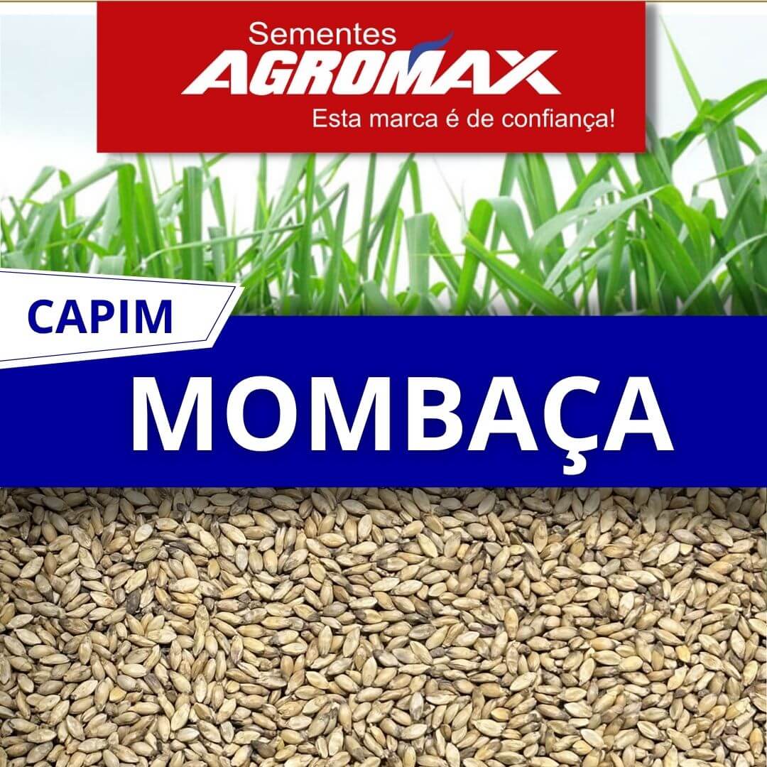 Capim Panicum Maximum Mombaça - Alta produtividade para sua pastagem ...