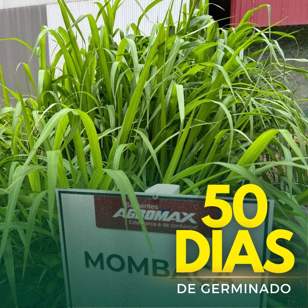 Capim Panicum Maximum Mombaça - Alta produtividade para sua pastagem ...