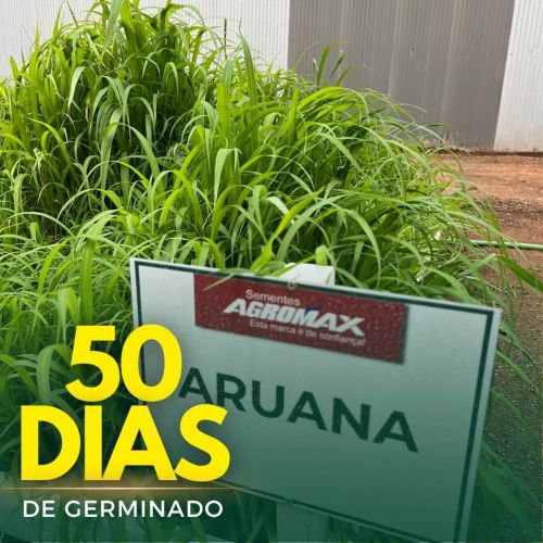Comprar Capim - ARUANA - saca com 20KG - suficiente para 1 hectare ...