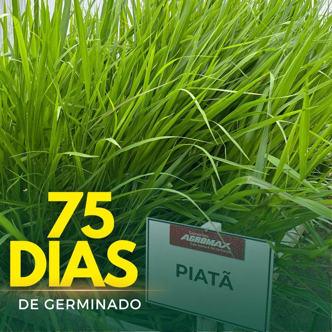Capim Brs Piatã - Alta qualidade e produtividade para suas pastagens ...