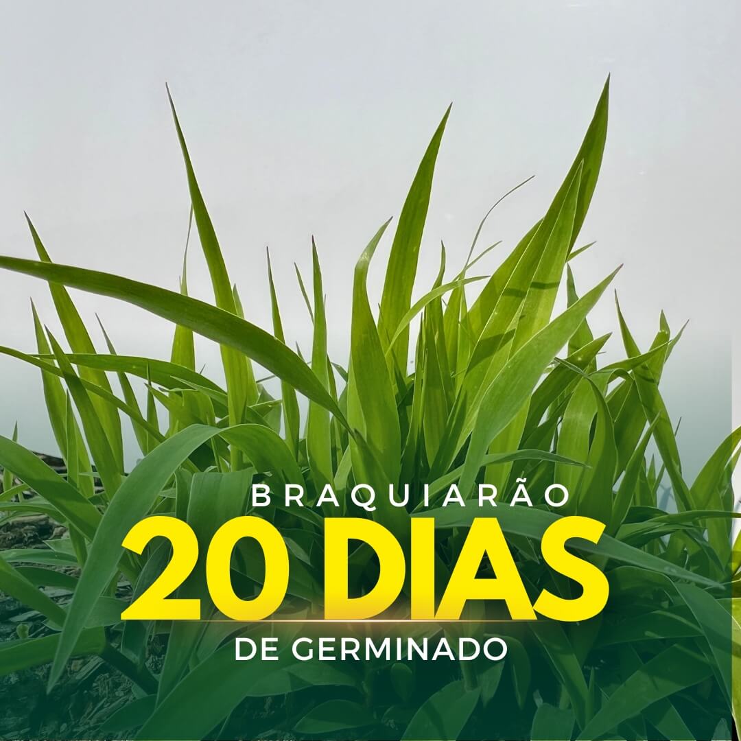 Brachiaria Marandu: Alta produtividade e resistência. - R$169,00