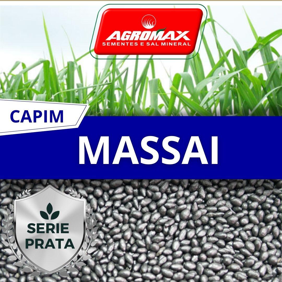 Capim Panicum maximum Massai: produtivo e resistente para sua pastagem ...