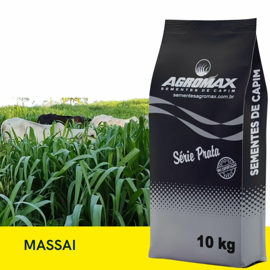 Capim Panicum maximum Massai: produtivo e resistente para sua pastagem ...