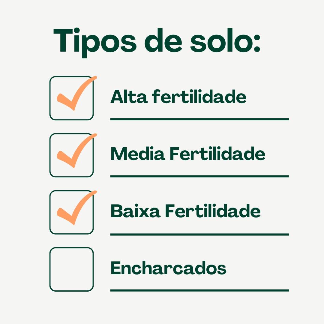Capim Panicum maximum Massai: produtivo e resistente para sua pastagem ...