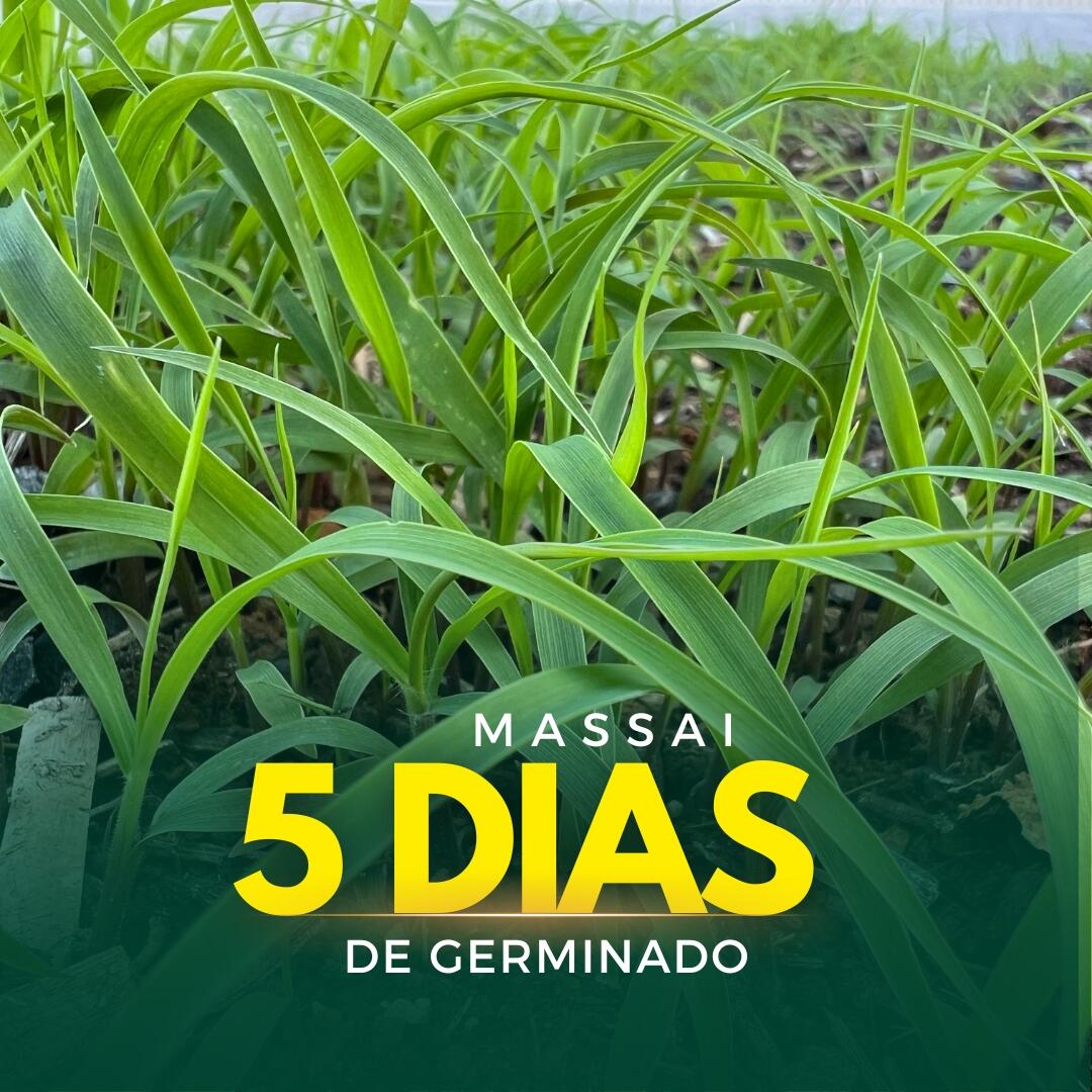 Capim Panicum maximum Massai: produtivo e resistente para sua pastagem ...