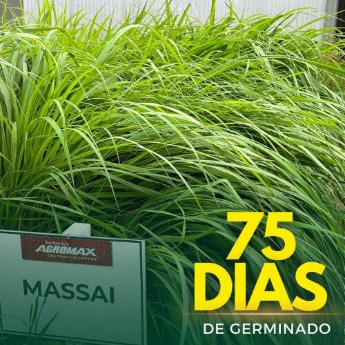Capim Panicum maximum Massai: produtivo e resistente para sua pastagem ...