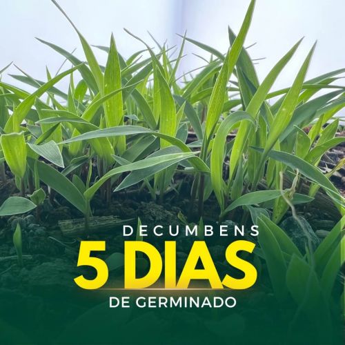 Capim Brachiaria Decumbens cv Basilisk - Resistente e de alta ...