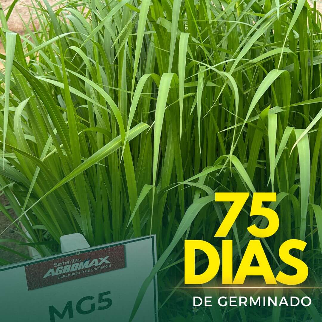 Sementes de Capim Brachiaria MG5 Peletizadas 10kg - R$236,00