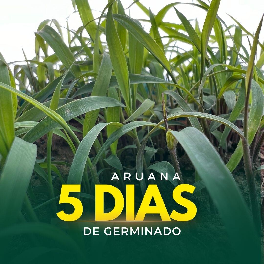 Capim Panicum maximum Aruana IZ-5 - Alta produtividade e valor ...