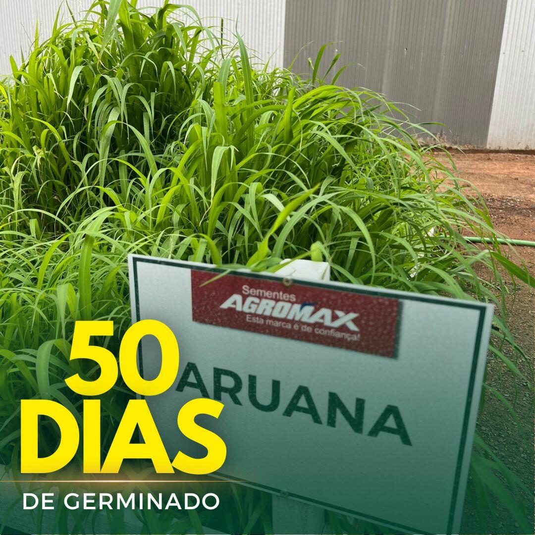 Capim Panicum maximum Aruana IZ-5 - Alta produtividade e valor ...
