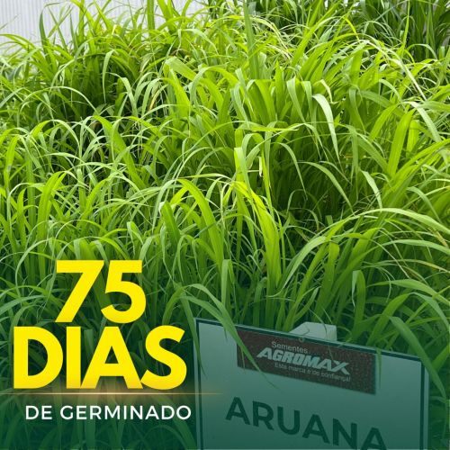 Capim Panicum maximum Aruana IZ-5 - Alta produtividade e valor ...