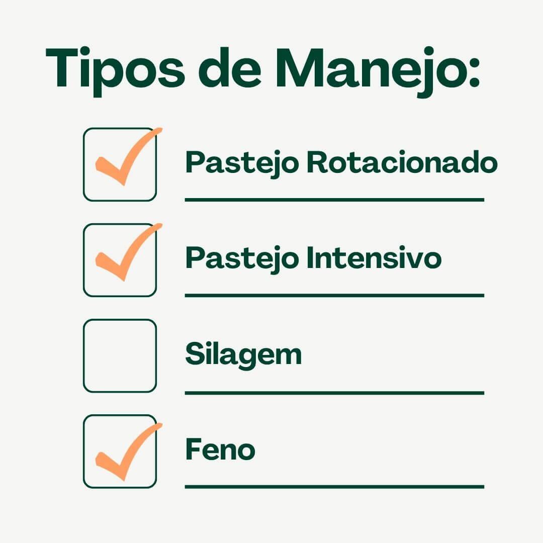 Capim Brachiaria Brizantha MG4 - Alta produtividade para suas pastagens ...