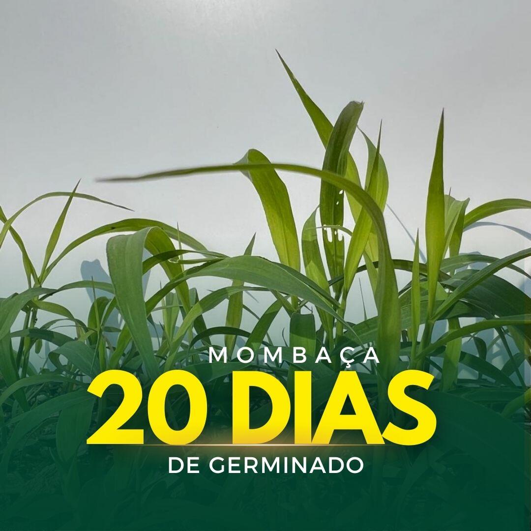 Capim Panicum Maximum Mombaça - Alta produtividade para sua pastagem ...