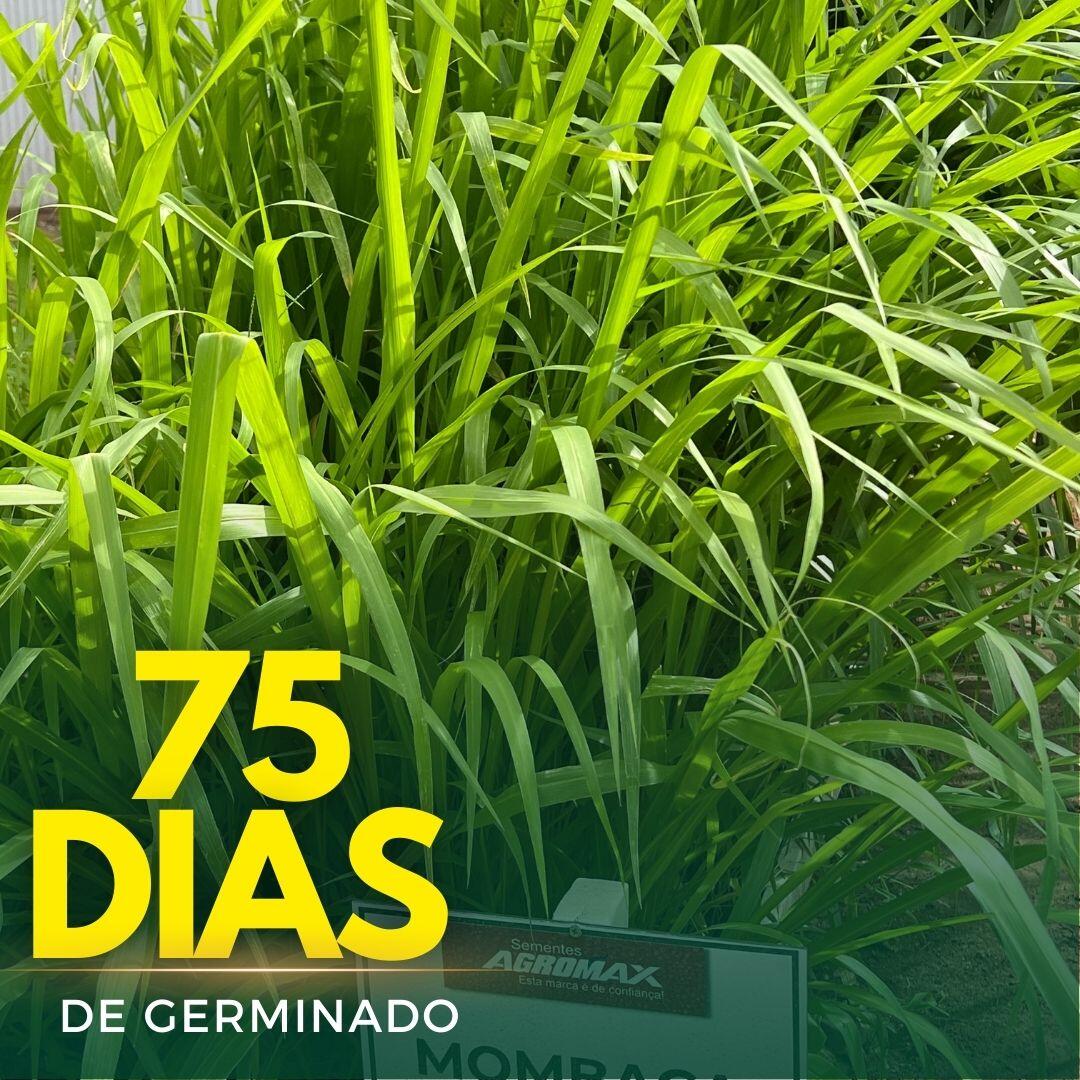 Capim Panicum Maximum Mombaça - Alta produtividade para sua pastagem ...