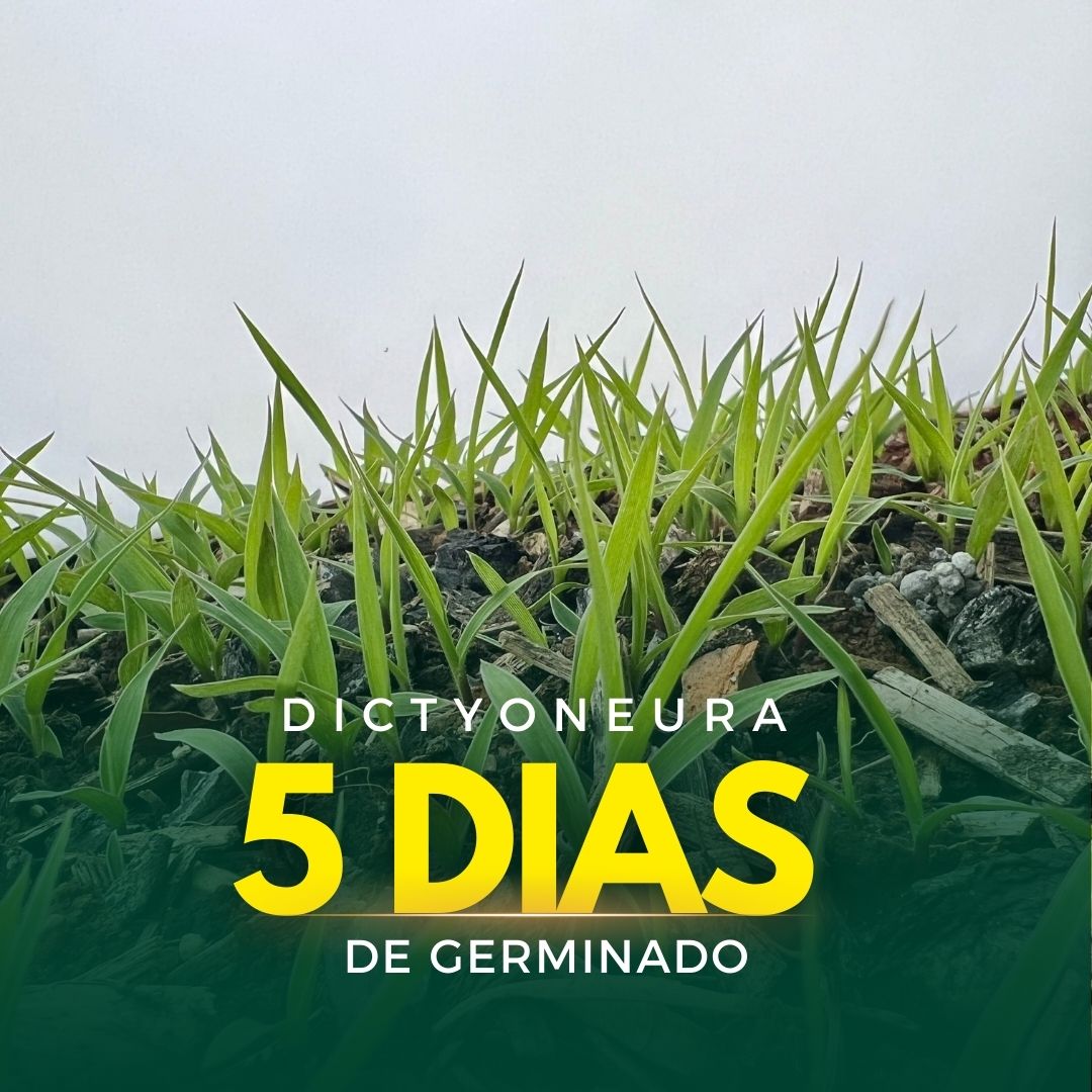 Capim Brachiaria humidicola cv Llanero - Dictyoneura - Ideal para áreas ...