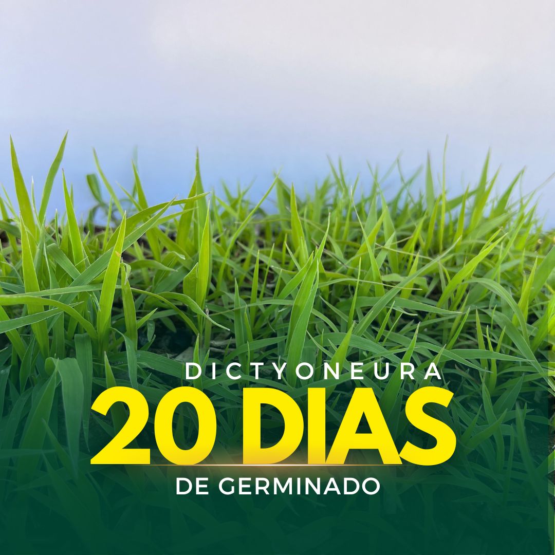 Capim Brachiaria humidicola cv Llanero - Dictyoneura - Ideal para áreas ...